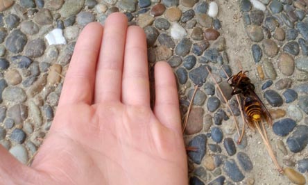 Amanohashidate – Quite Possibly the Best Place in Japan – Toren Atkinson